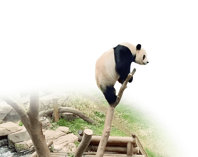 H5｜Panda overload! These lovely bears are too cute for words 🐼